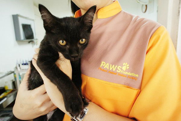 Phuket Animal Welfare Society (PAWS) - Phuket.Net