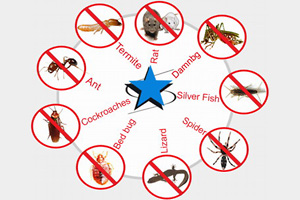 7 Pest Control Service - Phuket.Net