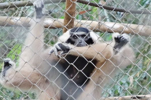 Gibbon Rehabilitation Project - Phuket.Net
