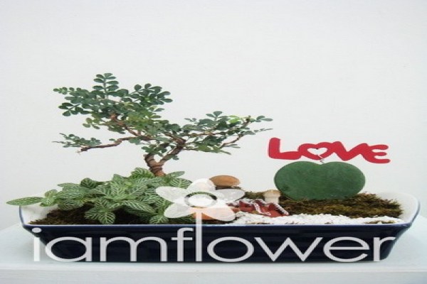 I Am flower - Phuket.Net