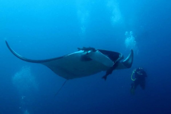 Sea Bees Diving Chalong - Phuket.Net