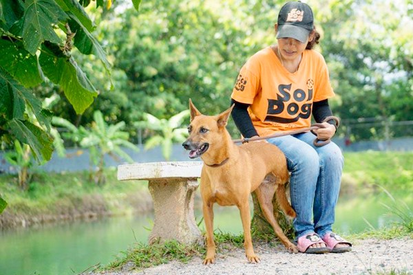 Soi Dog Foundation - Phuket.Net