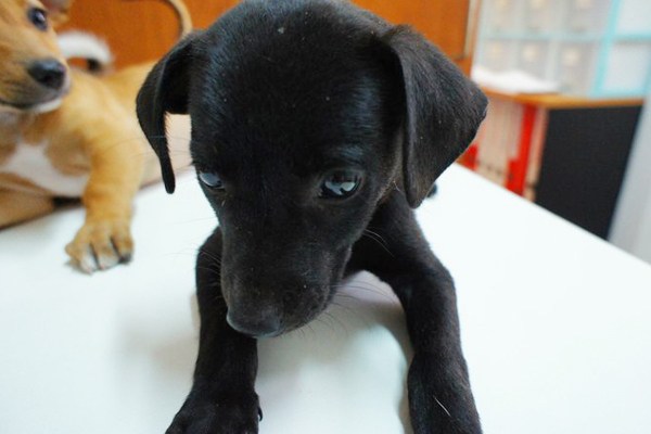 Phuket Animal Welfare Society (PAWS) - Phuket.Net