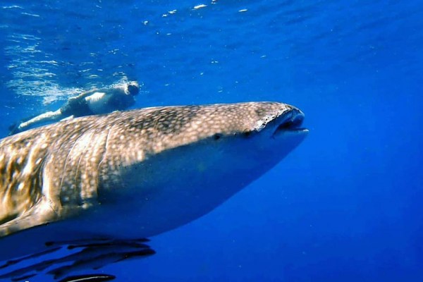 Sea Bees Diving Chalong - Phuket.Net