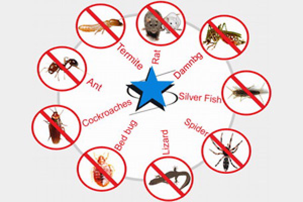 7 Pest Control Service - Phuket.Net