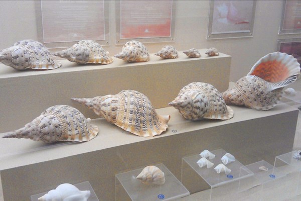 Phuket Seashell Museum - Phuket.Net