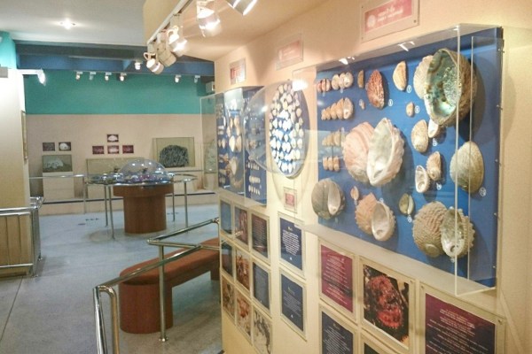 Phuket Seashell Museum - Phuket.Net