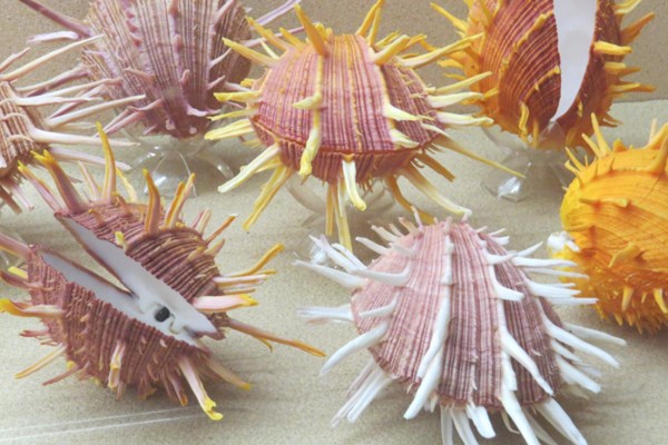 Phuket Seashell Museum - Phuket.Net