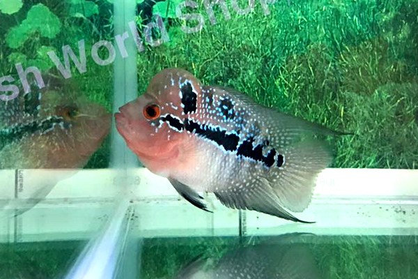 Fish World Phuket - Phuket.Net