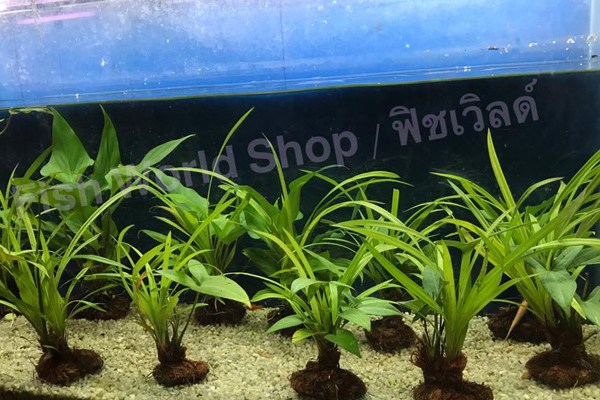 Fish World Phuket - Phuket.Net