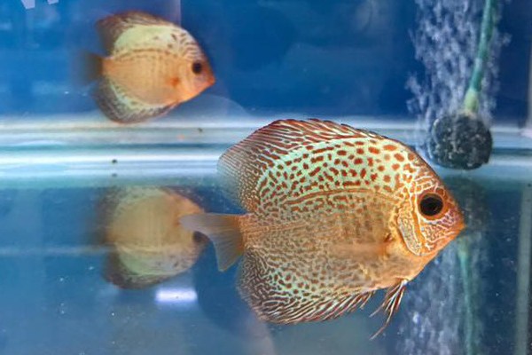 Fish World Phuket - Phuket.Net