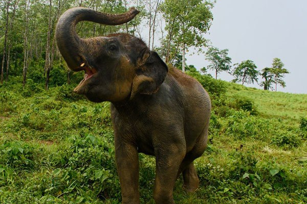 Green Elephant Sanctuary Park Phuket - Phuket.Net