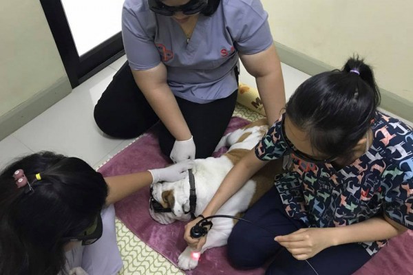 PIPC Phuket International Petcare Center - Phuket.Net