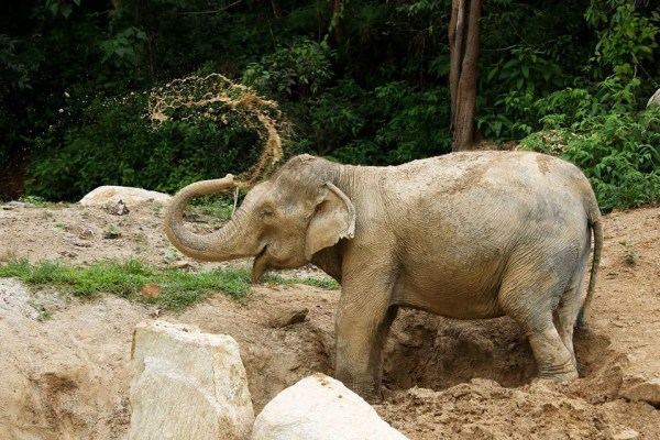 Tree Tops Elephant Reserve - Phuket.Net