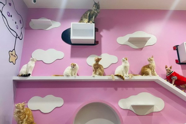 Cat Space Cafe Phuket - Phuket.Net