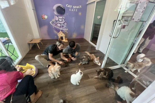 Cat Space Cafe Phuket - Phuket.Net