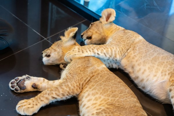 Lion House Phuket - Phuket.Net