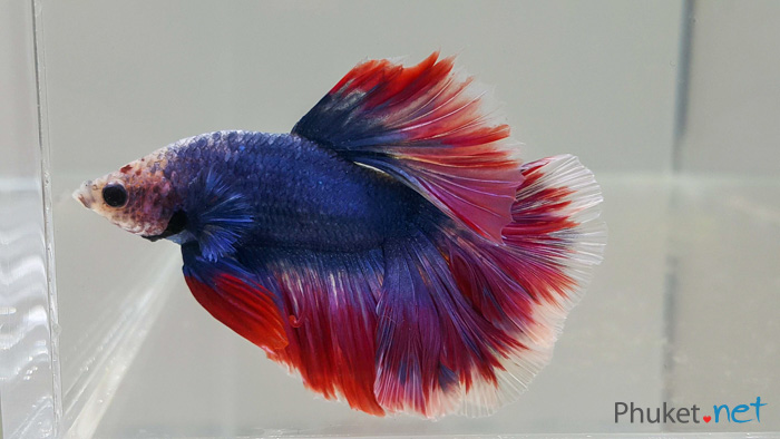 Phuket Fauna and Flora - Photos and Pictures - Phuket.Net