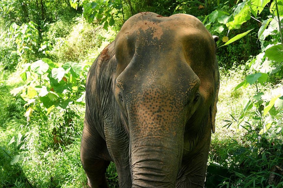 From Phuket: Ethical Elephant Interactive Trek and Tour - Phuket.Net