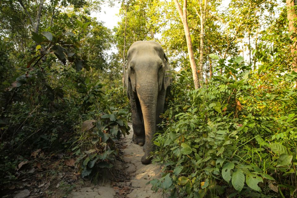 From Phuket: Ethical Elephant Interactive Trek and Tour - Phuket.Net
