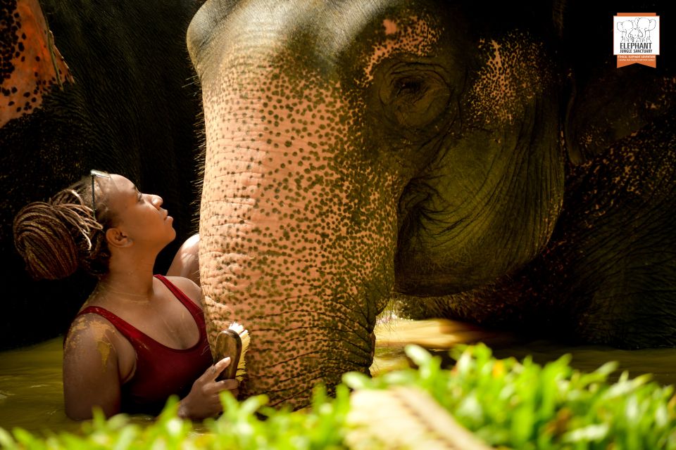 From Phuket: Ethical Elephant Interactive Trek and Tour - Phuket.Net
