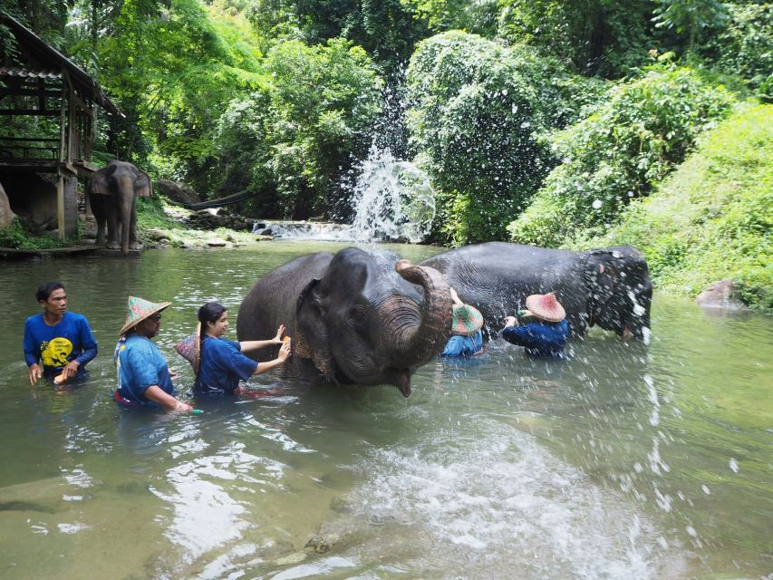 From Phuket & Khao Lak: River Kayak & Elephant Care - Phuket.Net