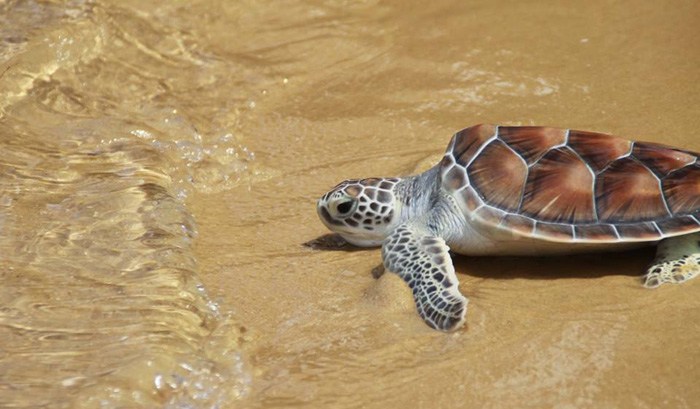 The 7 Best Sustainable Tourism Destinations in Phuket – Phuket.Net