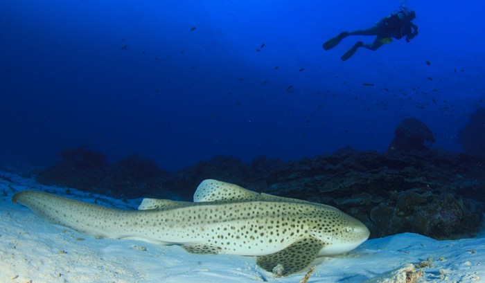 Diving Around the Island : 9 Beautiful Dive Sites in Phuket – Phuket.Net