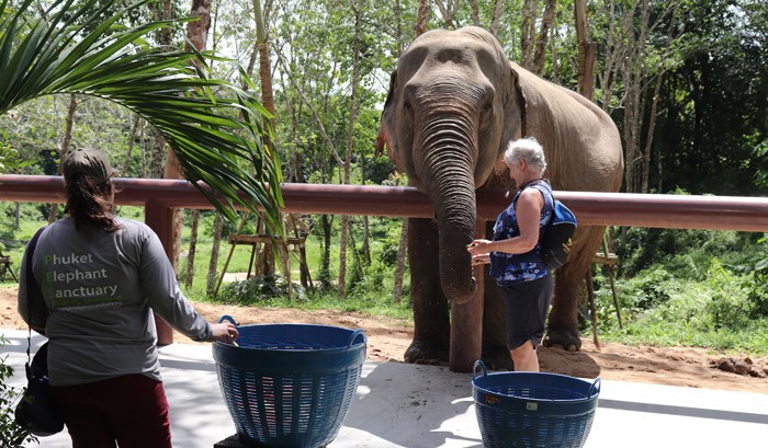 A Morning at Phuket Elephant Sanctuary – Phuket.Net
