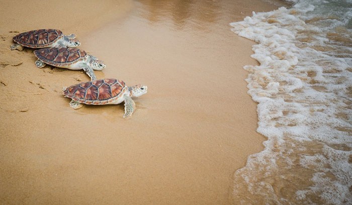 Top Things To Do and Events Happening Across Phuket in July 2019 ...