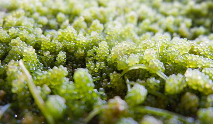 The 5 Foods We Should be Eating More of in Phuket – Phuket.Net