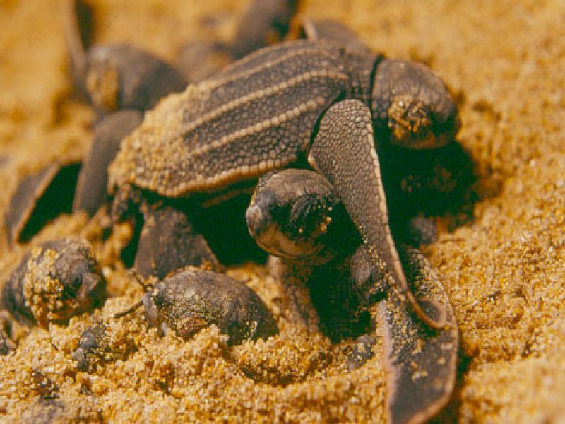 Phuket Fauna and Flora - Photos and Pictures - Phuket.Net